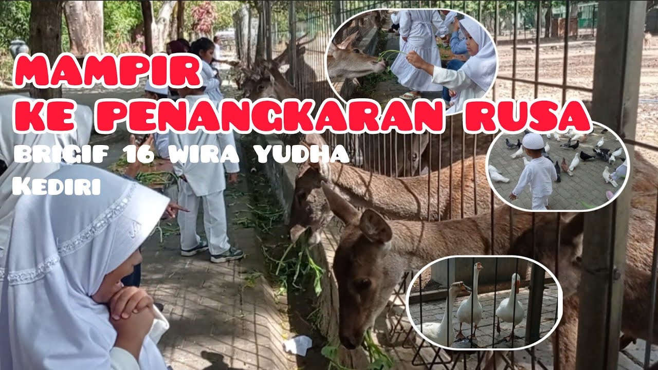 JALAN JALAN DULU KE PENANGKARAN RUSA KEDIRI ‼️ - YouTube