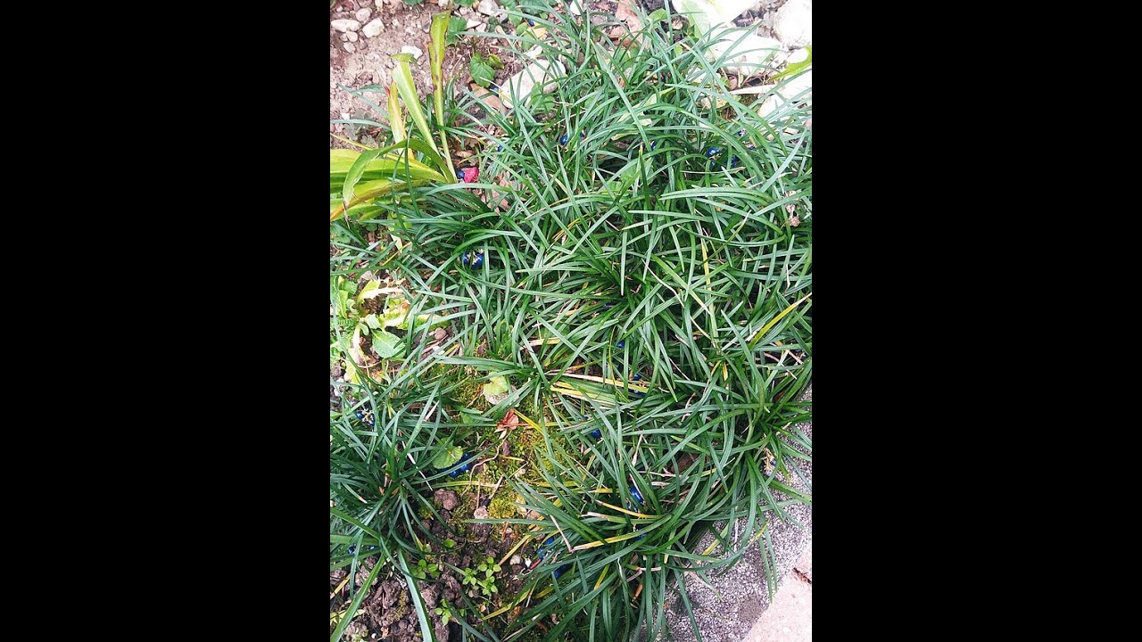 What is Mondo grass? Does Mondo grass spread? How to plant Mondo grass ...