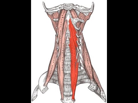 Longus colli exercise - YouTube