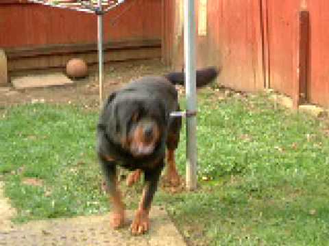 crazy rottweiler in peterborough - YouTube