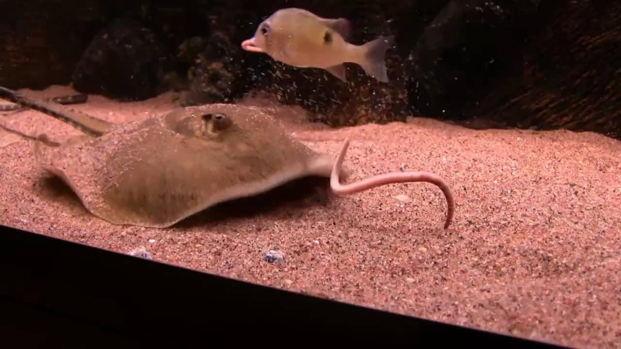 Stingray eating earthworms / Rokke spiser mark - YouTube