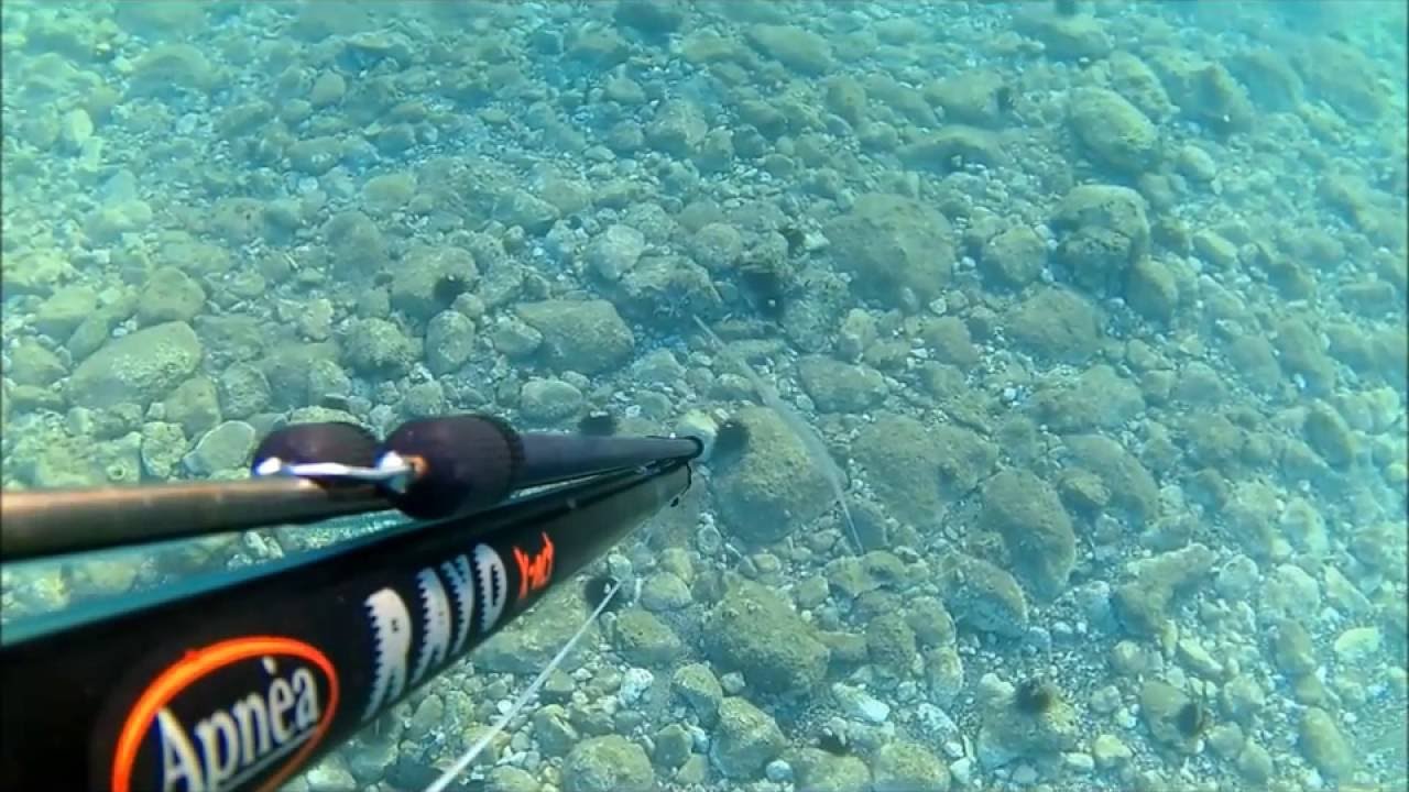 spearfishing (ψαροντουφεκο στα ρηχα 6) - YouTube