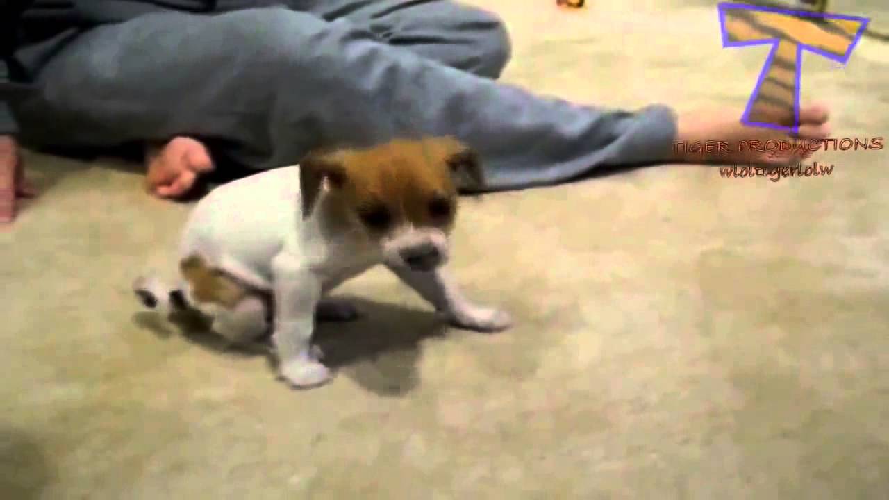 Funny Dumb Dogs Cute And Funny Dog Fail Compilation YouTube funny-dumb-dogs-cute-and-funny-dog-fail-compilation-youtube