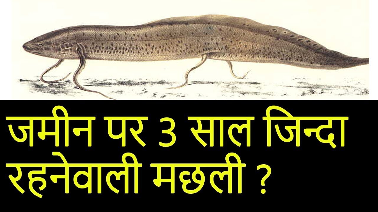 A Fish can Live Without Water | lungfish | MudFish Digging - YouTube