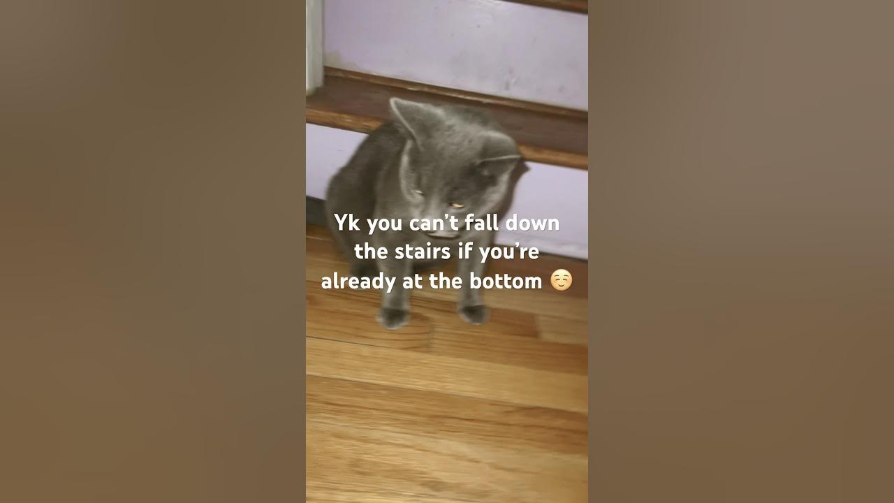 Yk you can’t fall down the stairs if you’re already at the bottom @raxdflipnote #cat - YouTube