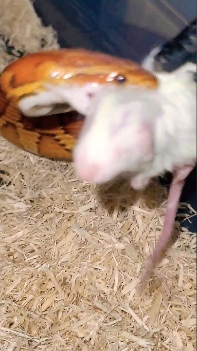 Corn Snake Grabs Mouse By The Neck - YouTube
