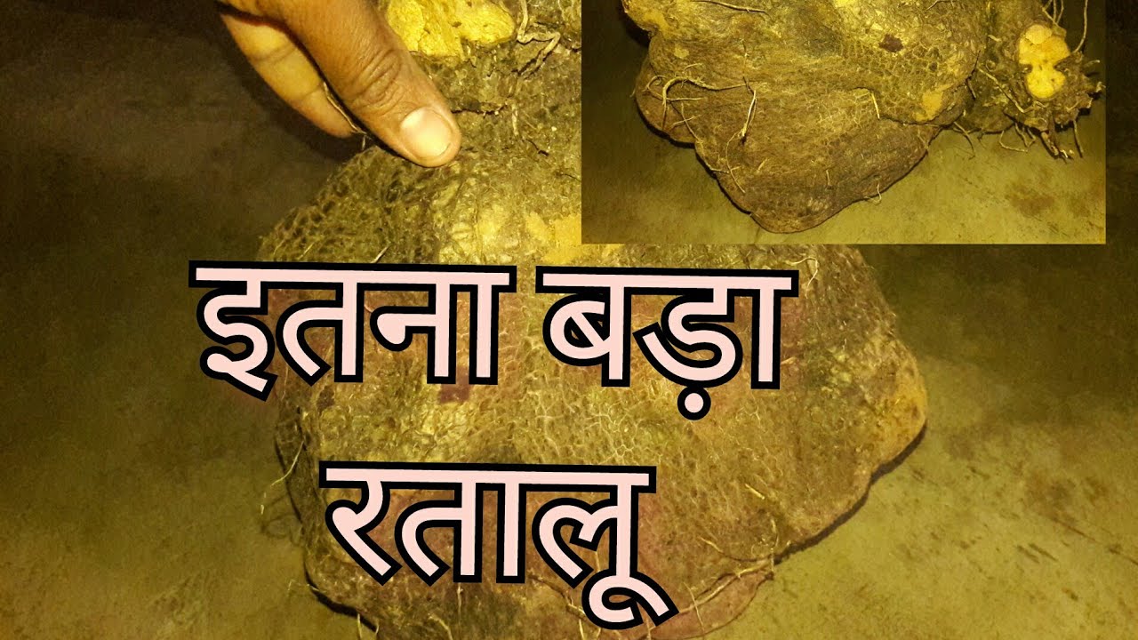 Garadu || village food ratalu || fresh vegetables #fruits & vegetables ...