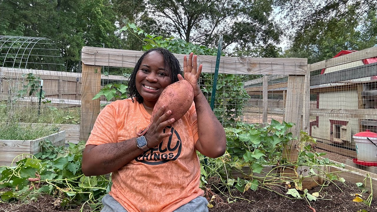 111 Day Sweet Potato Harvest Zone 8b Georgia Youtube