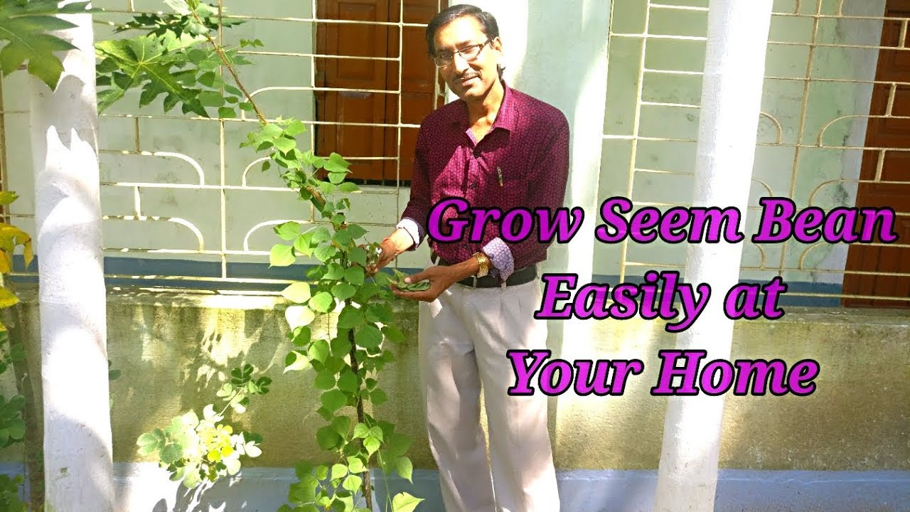 How to Grow Seem/ Hyacinth Bean/ Lablab in your Garden. - YouTube