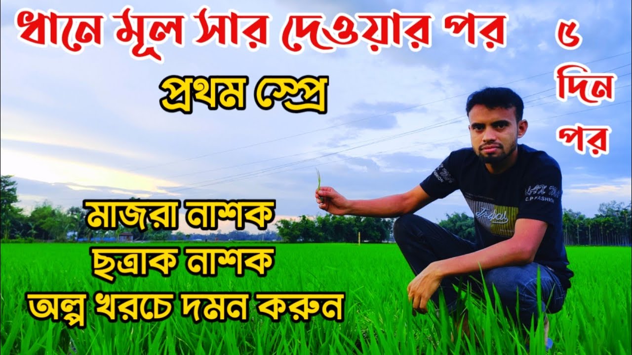 ধানের মুল সার এর পর প্রথম স্প্রে|Boro Dhan ছত্রাক ও মাজরা নিয়ন্ত্রণ ...