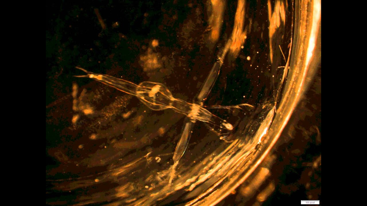 leptodora movie 1 - YouTube