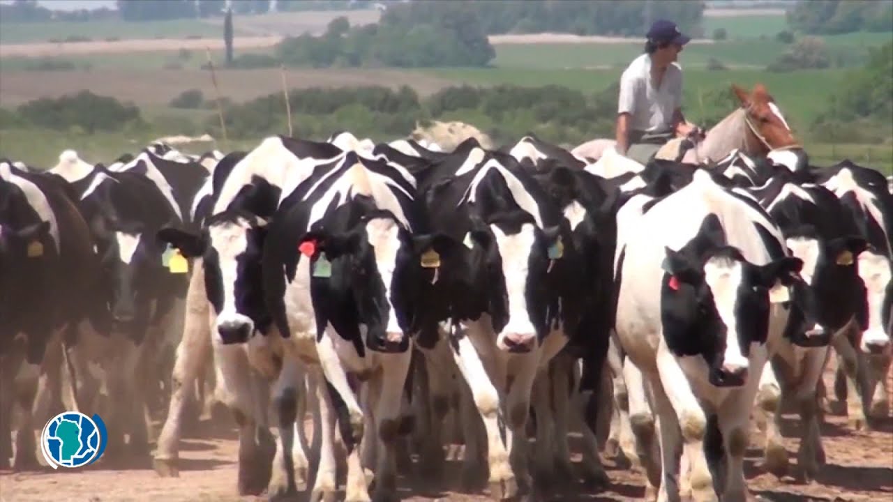 Movimiento de vacas en establecimientos lácteos - YouTube