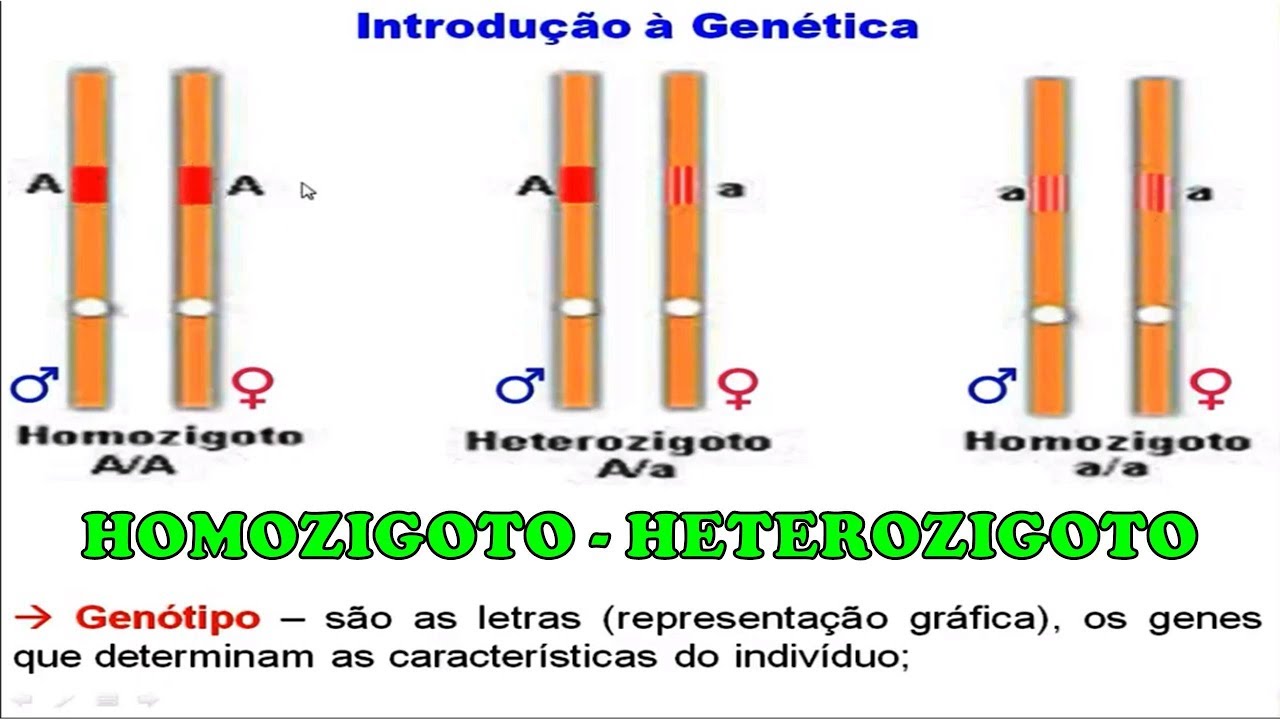 Exercícios Homozigoto e Heterozigoto - YouTube
