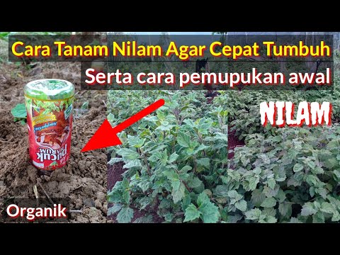 Cara Tanam Nilam Agar Cepat Tumbuh, Serta Cara Pemupukan Awal Tanam Nilam