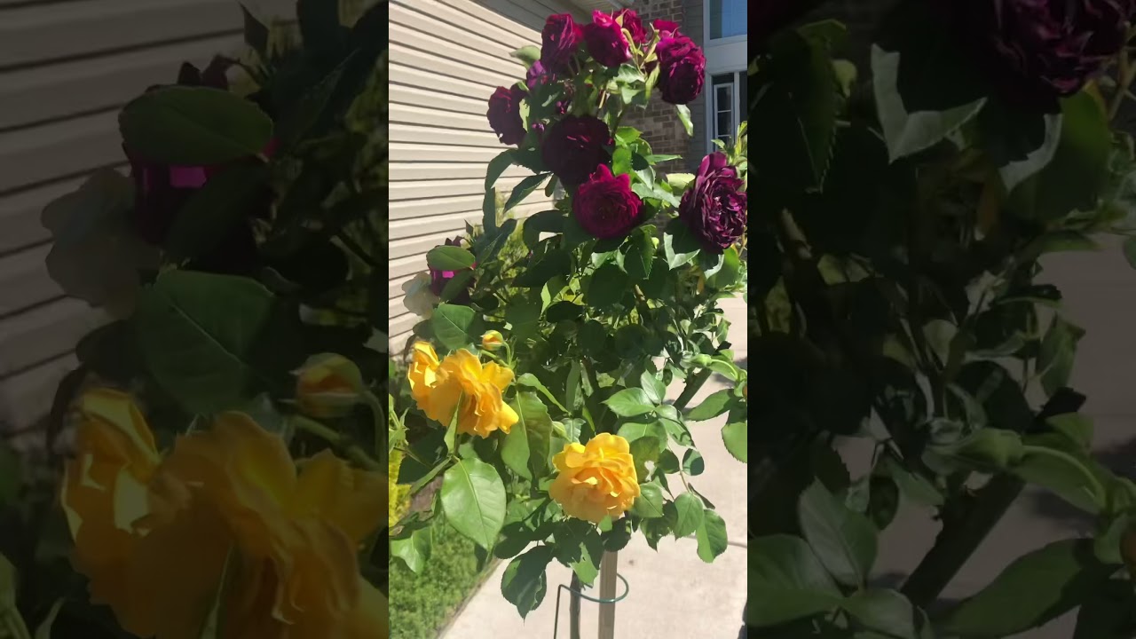 Twofer Rose tree... combination of Julia Child( yellow rose) and Ebb ...