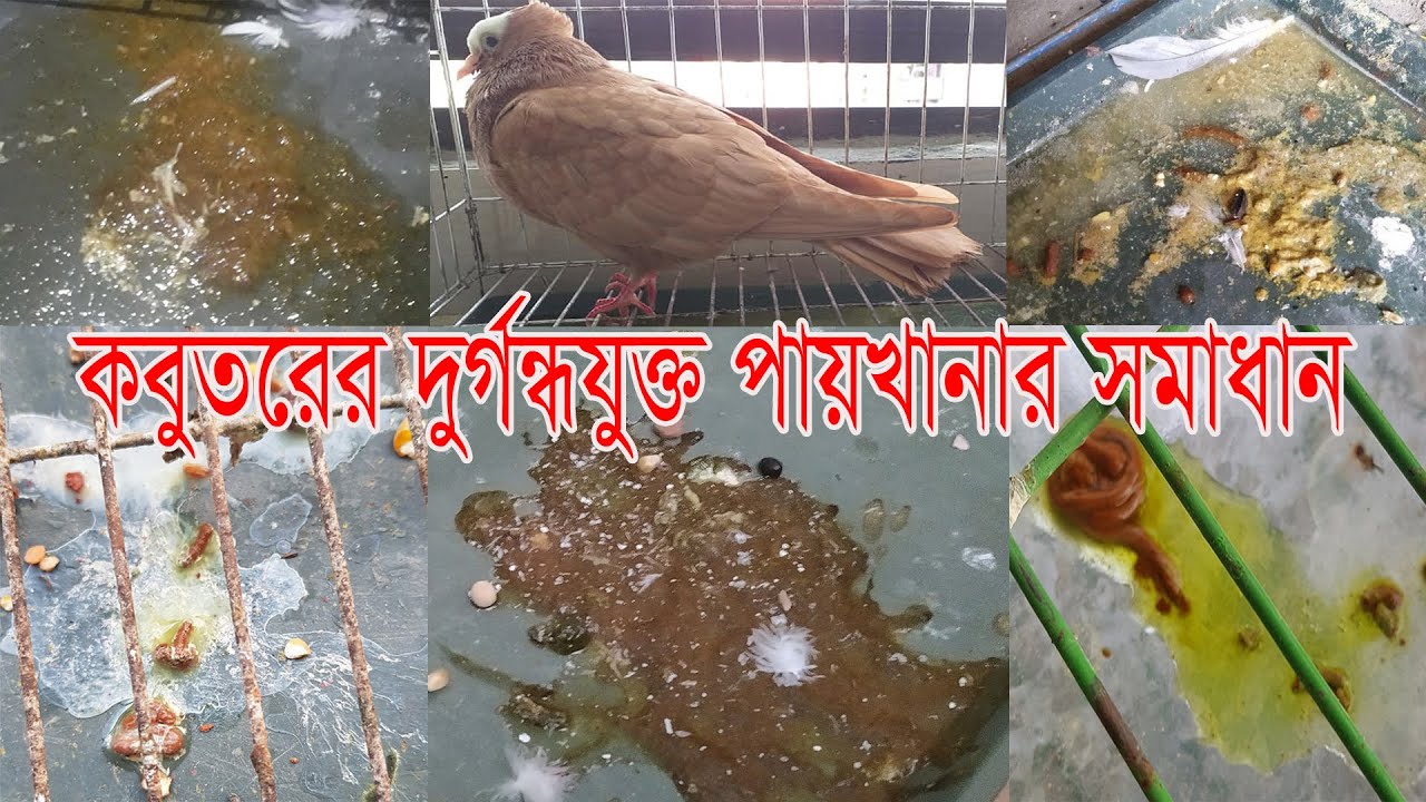 কবুতরের দুর্গন্ধযুক্ত পায়খানার সঠিক সমাধান। pigeon Stinky droppings ...