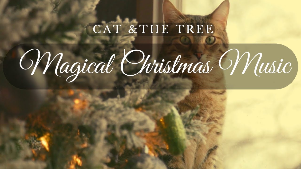 Get Your Christmas On: Christmas Instrumental Music & Cozy Cat Moments ...