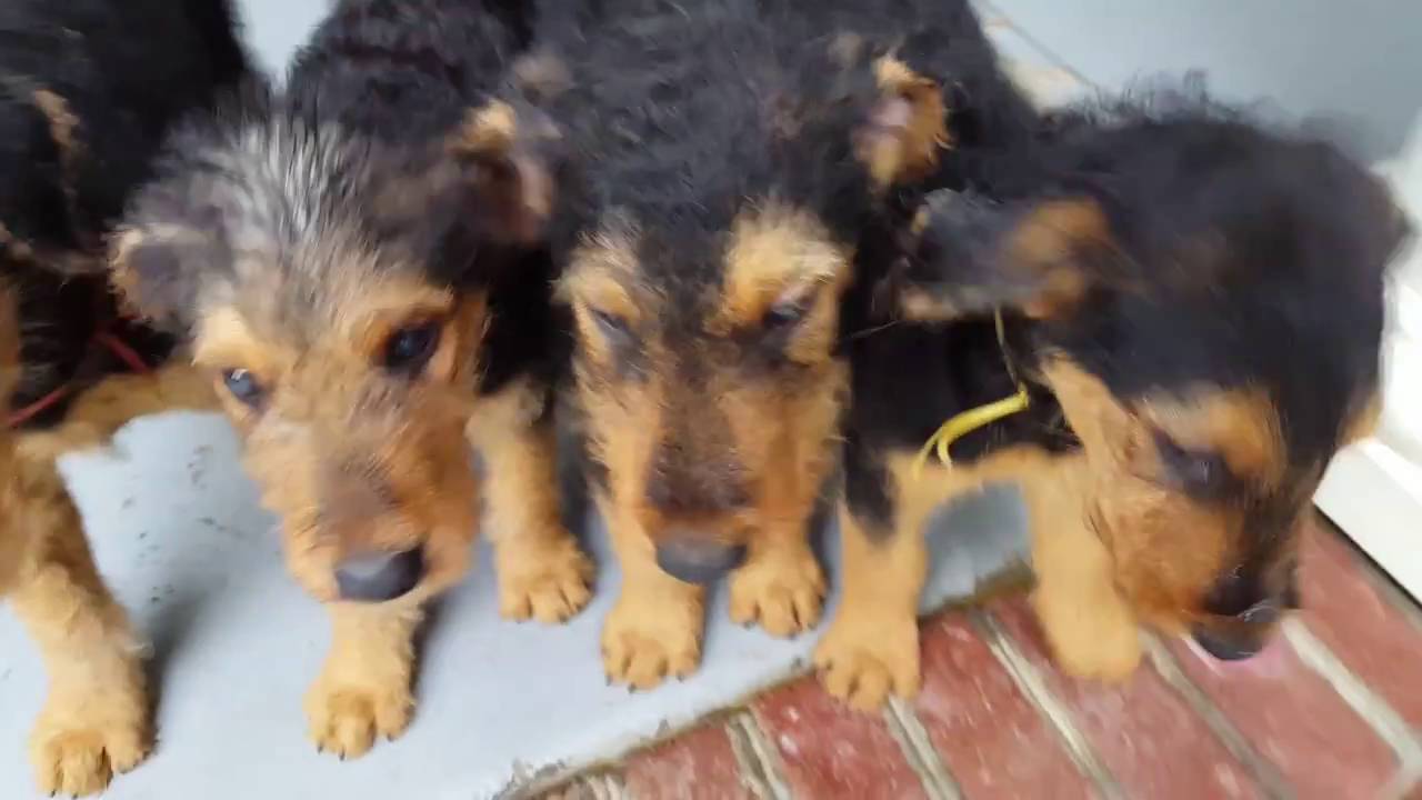 Airedale Terrier Puppies for Sale Video - S & S Family Airedales - Back ...