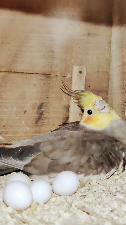 Cockatiel Laying Eggs Itzaviary Youtube
