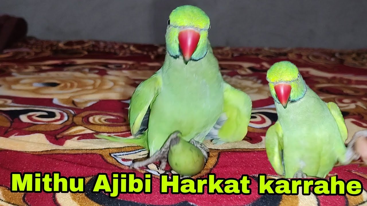 Mithu Banana Ki Satha Ajibi Harkat Karrahe | Oska Girlfriend Bhab kar - YouTube