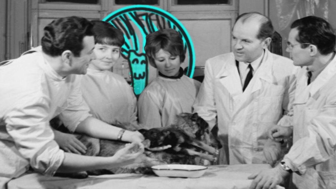 5 Most Bizarre Experiments on Animals - YouTube