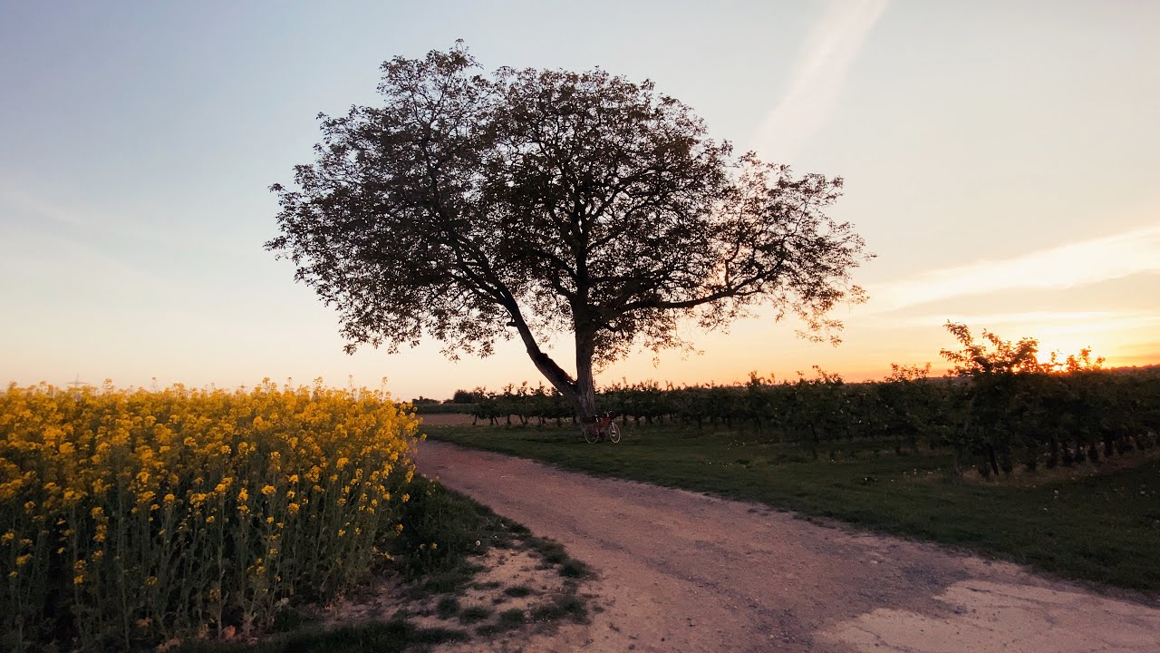 SHOT ON IPHONE (iPhone 11 Pro cinematic video 4K) | The Film People