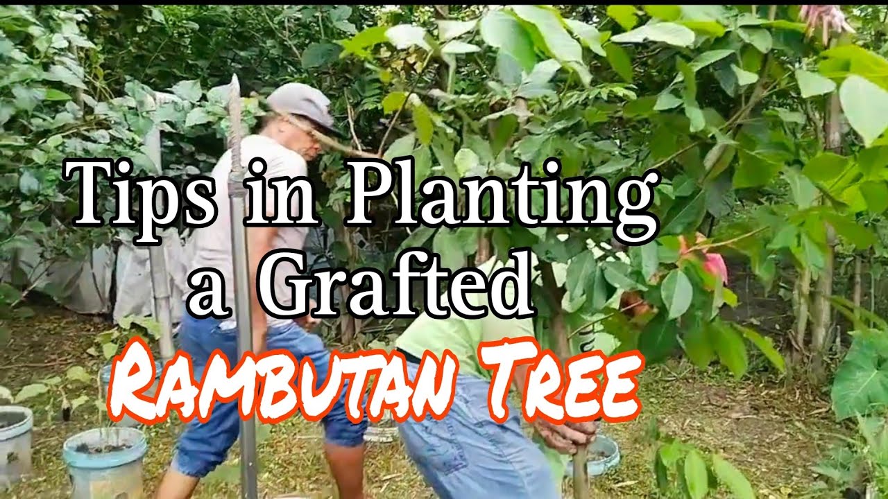 Tips and Guide in Planting a Grafted Rambutan Tree #Greenhaven - YouTube