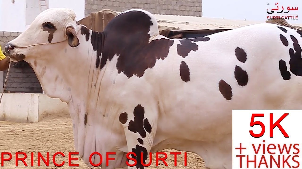 Prince Of Surti I Surti Cattle Farm I 2018 I Beauty Bull I Farming I ...