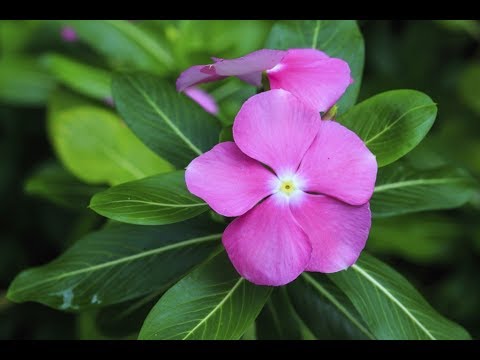 How to Grow Periwinkle/Sadabahar from Cutting | Growing Vinca Rosea ...