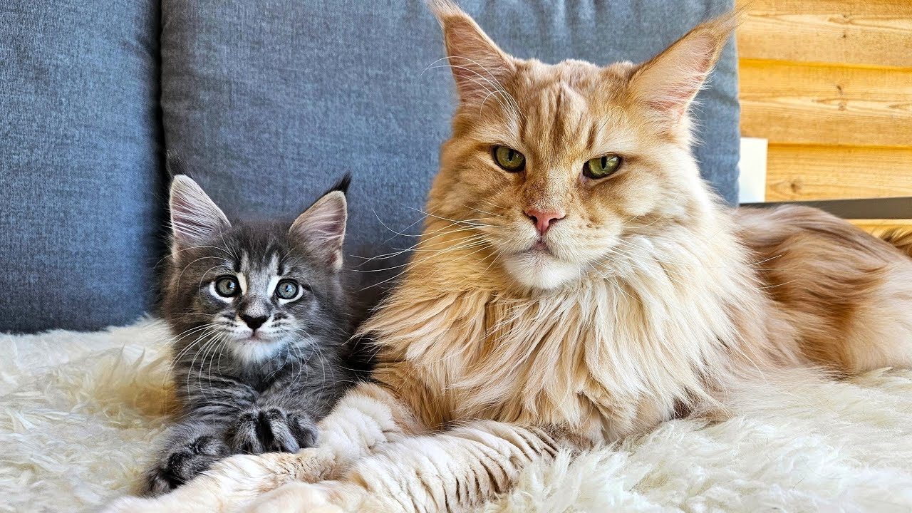 Maine Coon Adventures + Kittens
