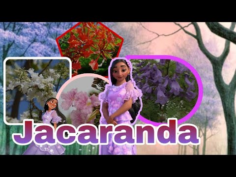 What Are The Purple Flowering Trees In Australia Called