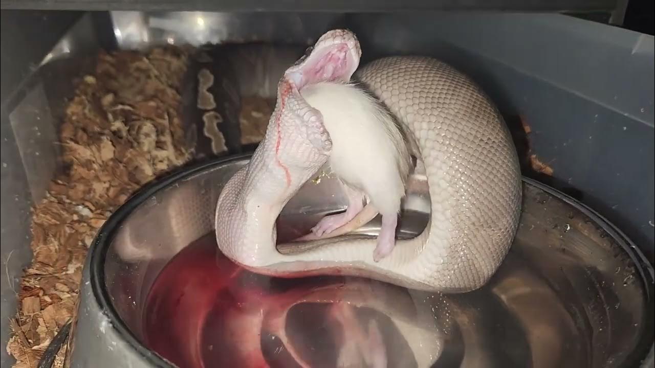 Snakes Eat Rats - Warning Live Feeding - YouTube