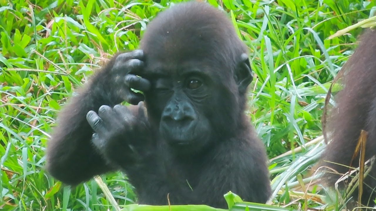 金剛寶寶Ringo👶🏻🦍Little gorilla Ringo - YouTube