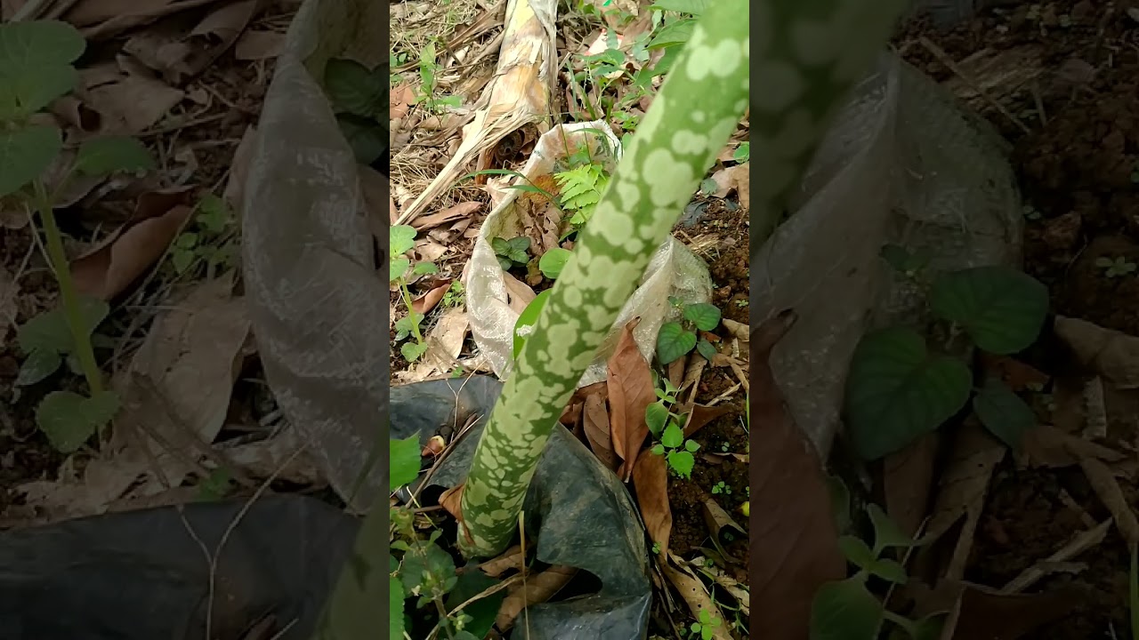 Pohon Suweg #shorts - YouTube