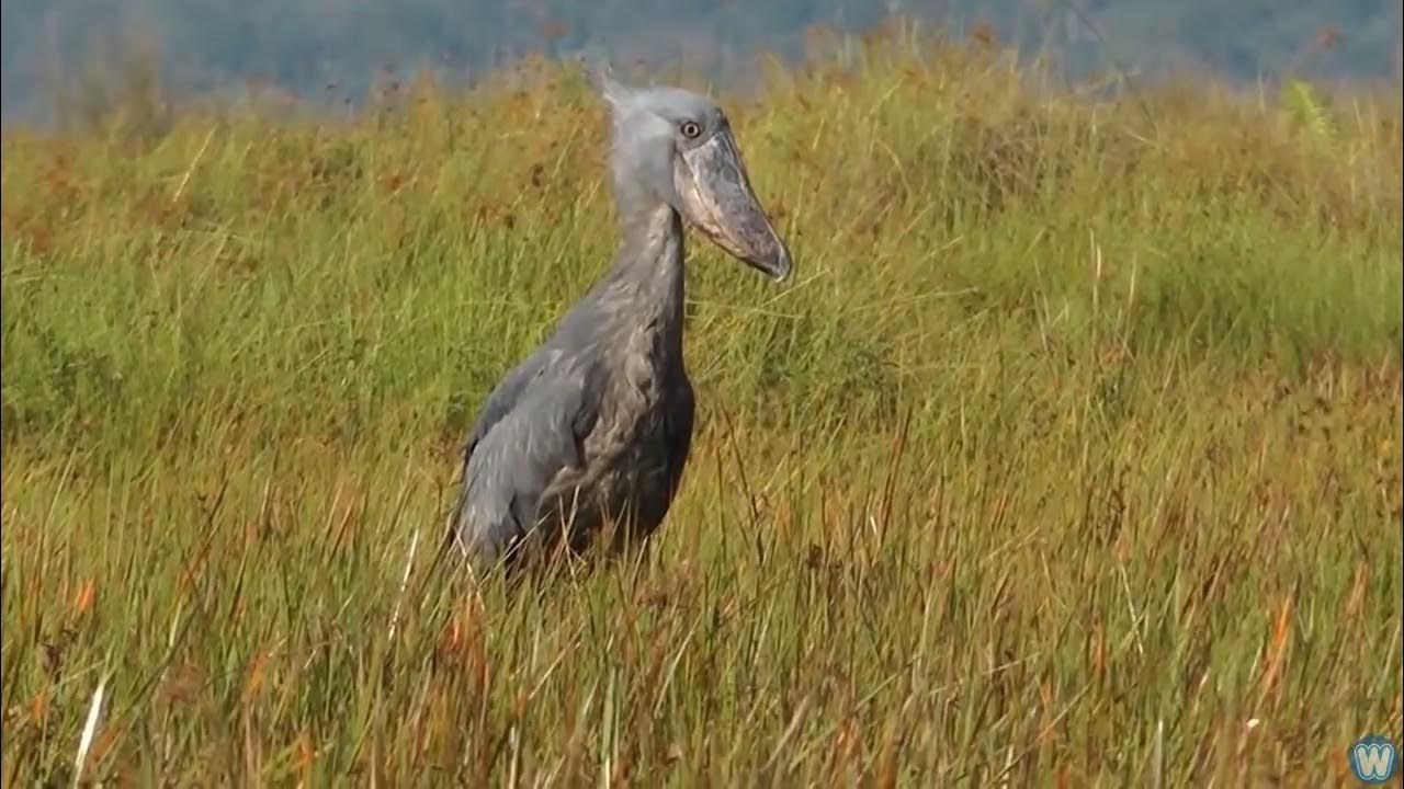 Shoebill Stork – Prehistoric Dinosaur Looking Bird - YouTube