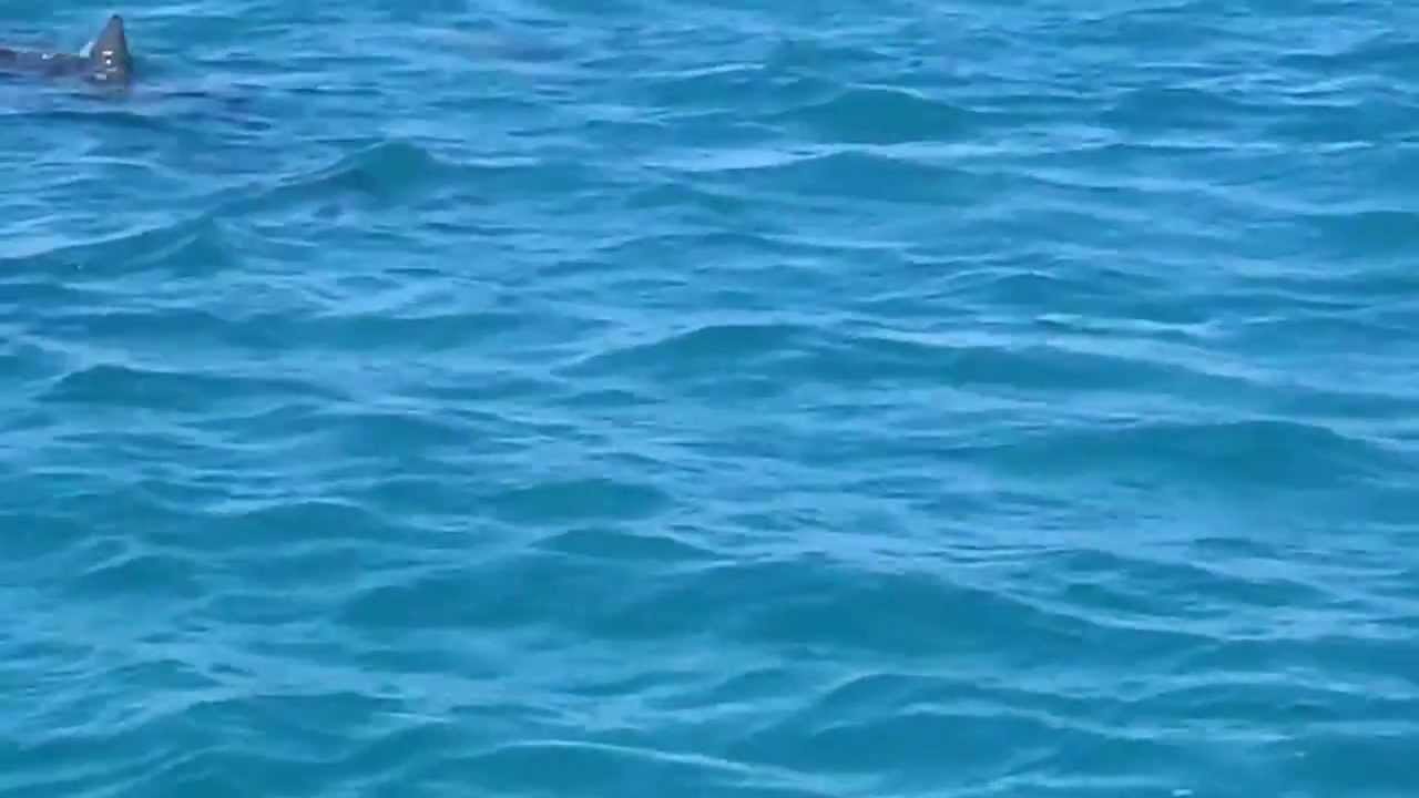 Dolphins wave goodbye - YouTube