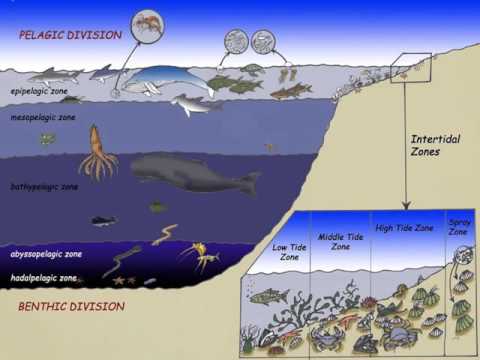 Ocean Zones - YouTube