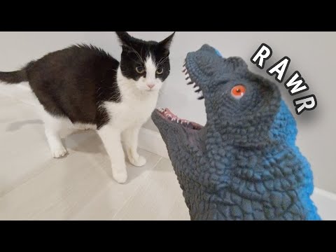 Cat's Reaction to Dinosaur