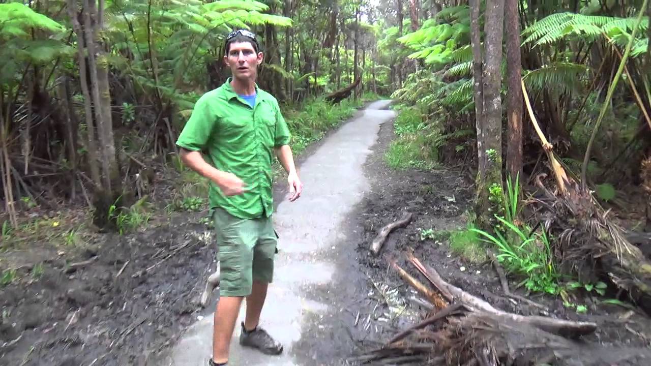 Hapu'u Pulu Tree Fern in Volcano's National Park Hawaii - YouTube