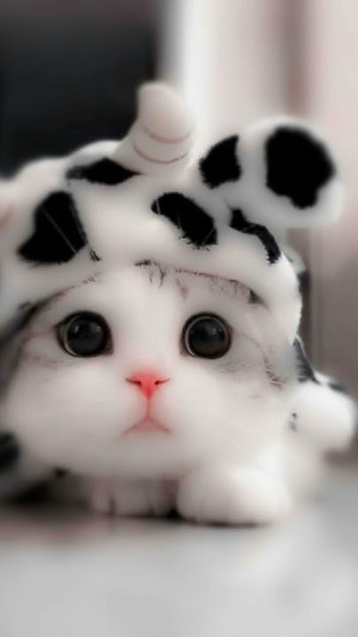 Fajny kotek - YouTube