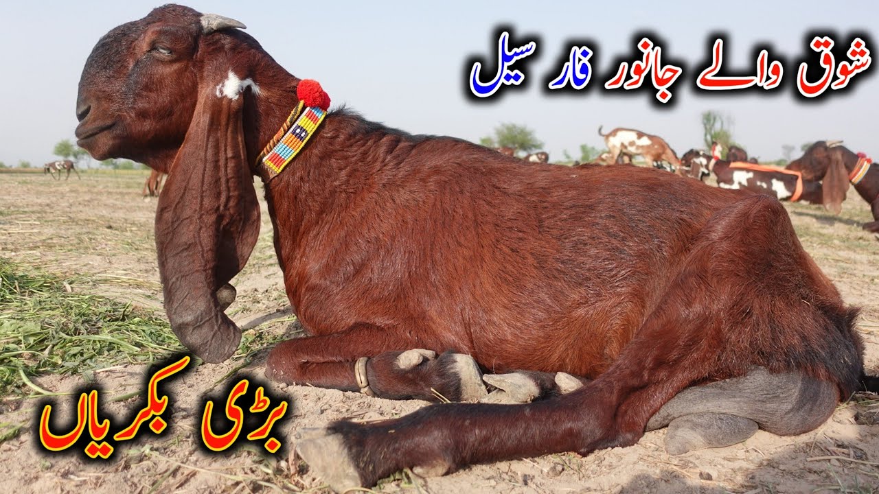 Ashraf Gujjar Goat Farm Sahiwal | Giant Goats - YouTube