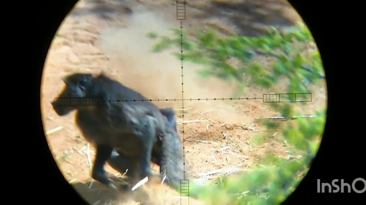 Killing baboon! babuíno morrendo com tiro/ sir Bklister - YouTube