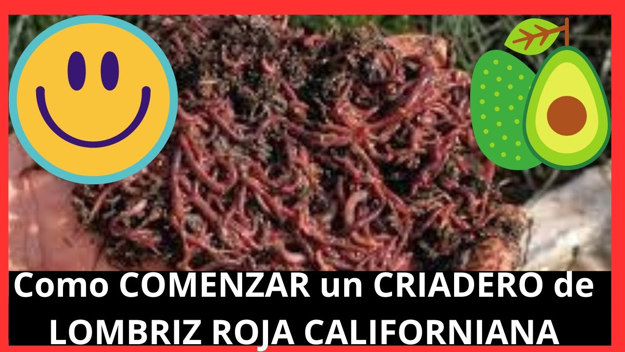 Como COMENZAR un CRIADERO de LOMBRIZ ROJA CALIFORNIANA 🥑 - YouTube