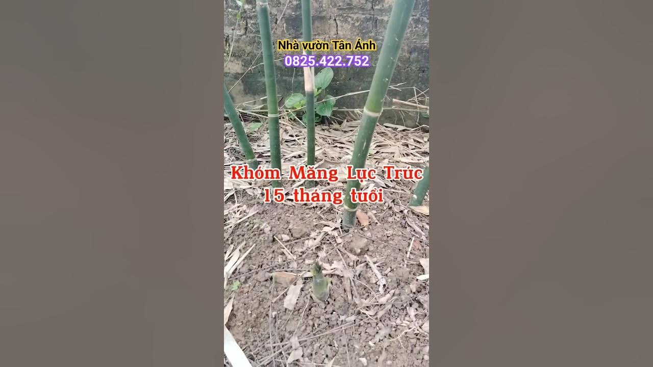 Khóm măng tre lục trúc sau 15 tháng nhà em #giongmangluctruc # ...