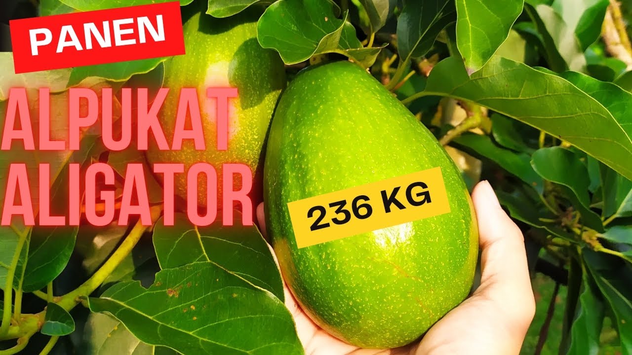 PANEN ALPUKAT ALIGATOR ALPUKAT JUMBO - YouTube