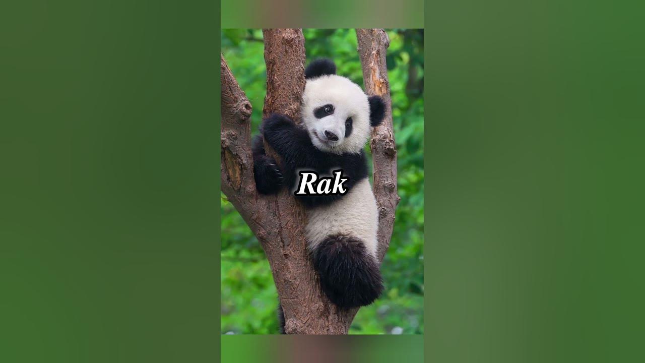 𝒑𝒓̌𝒂́𝒏𝒊́ 𝒋𝒆𝒅𝒏𝒐𝒉𝒐 𝒇𝒂𝒏𝒐𝒖𝒔̌𝒌𝒂 😉 Youtube