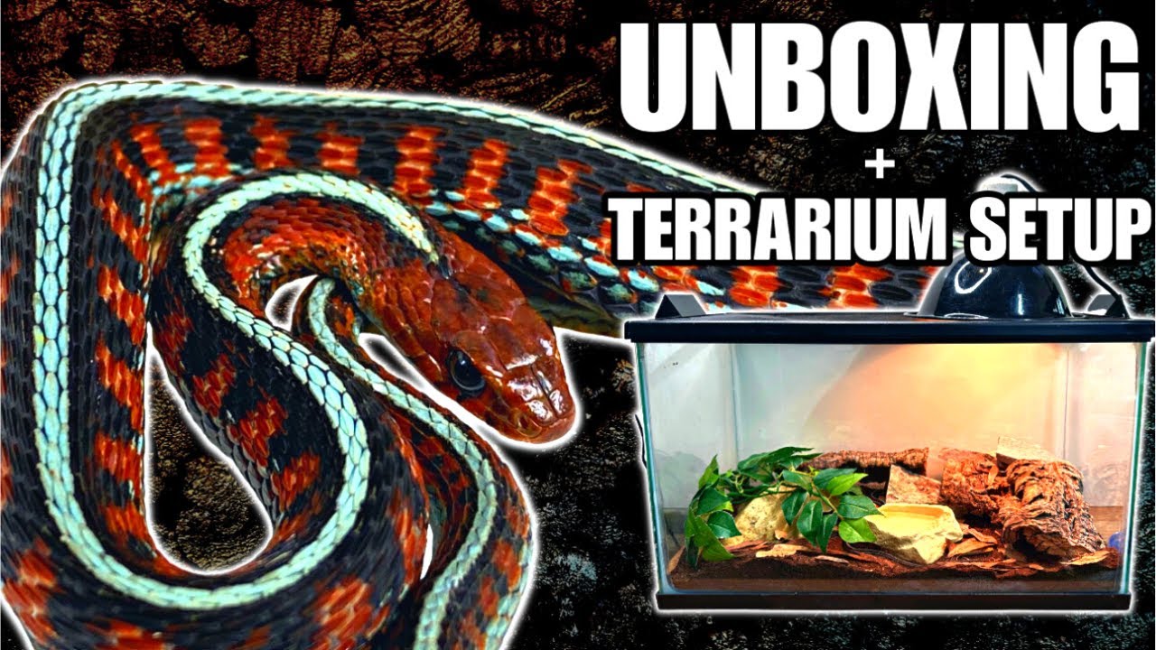 UNBOXING MY NEW RARE SNAKE! HOW TO SETUP A RED-SIDED GARTER SNAKE ...