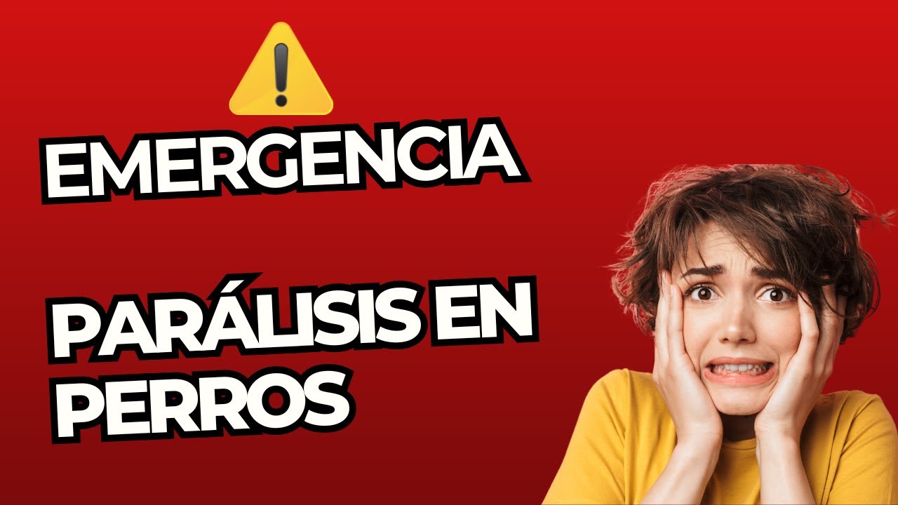 Parálisis en perros, Diagnóstico, Tratamiento y Prevención - YouTube