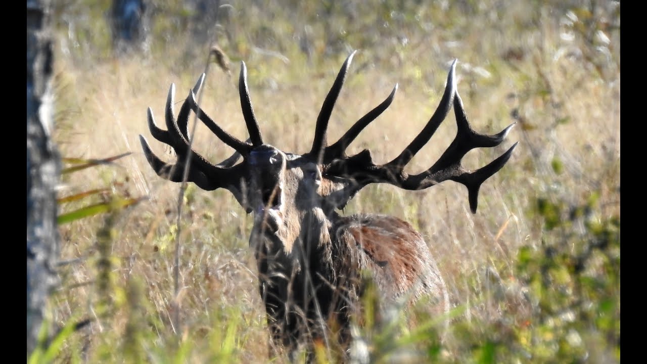 Rykowisko Jeleni 2023 / Potężne byki z Bagien /Hirschbrunft / Deer Rut ...
