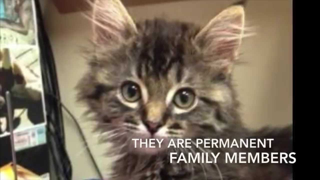Safe Harbor Humane Society Christmas Video - YouTube